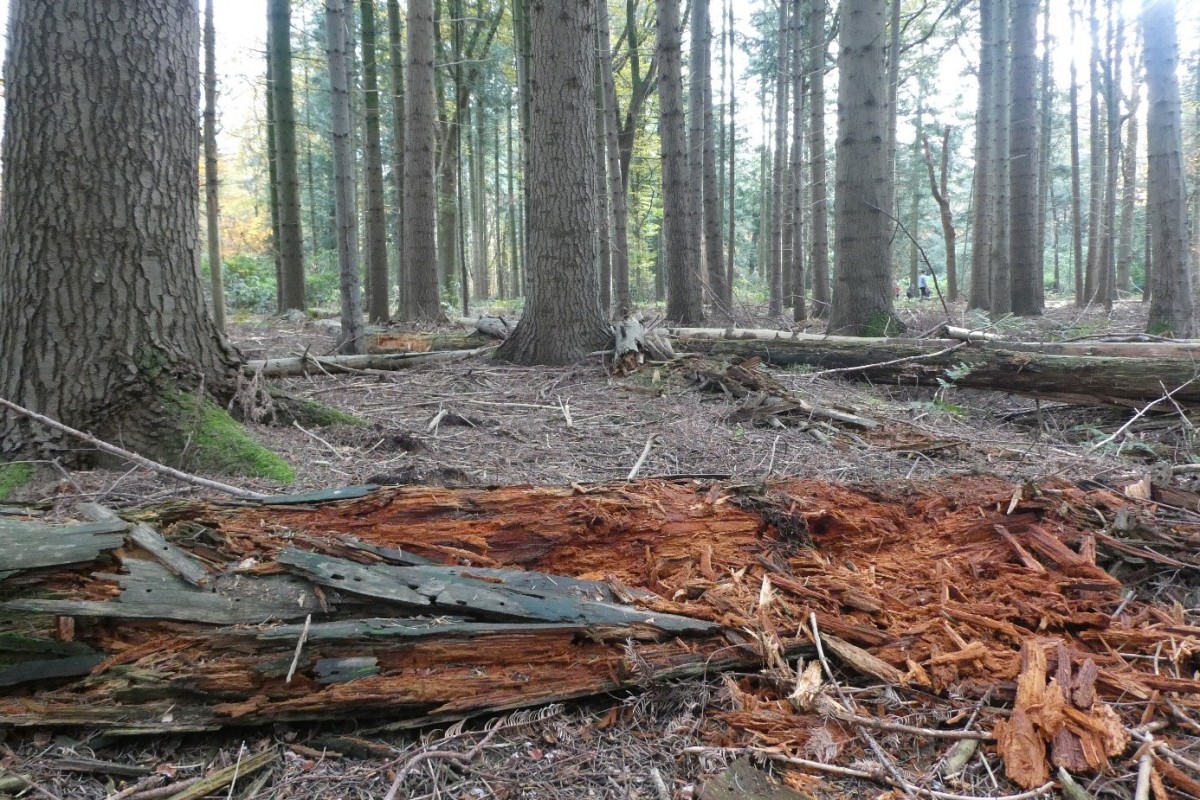 Dood hout in het bos - Het Tilburgsbos