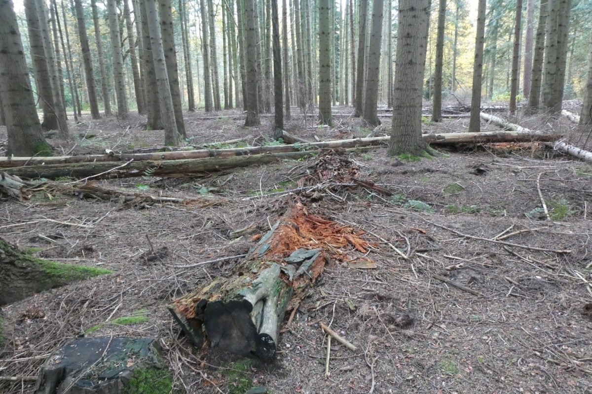 Dood hout in het bos - Het Tilburgsbos