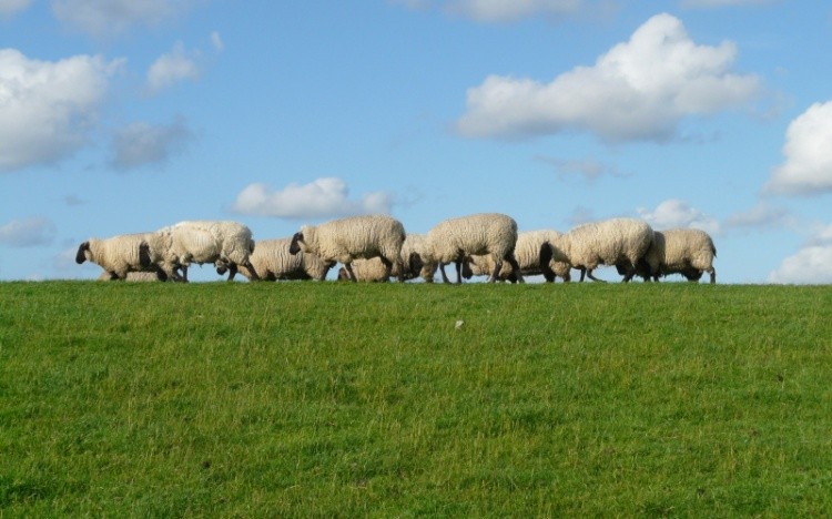 Schapen grazen heide en grasgebieden gezond - Het Tilburgsbos
